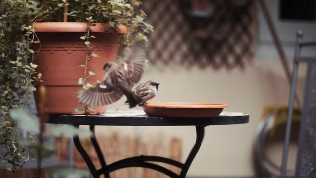 Pardal Bilder – Durchsuchen 1,491 Archivfotos, Vektorgrafiken und ...