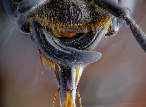 Wasp Mouthparts