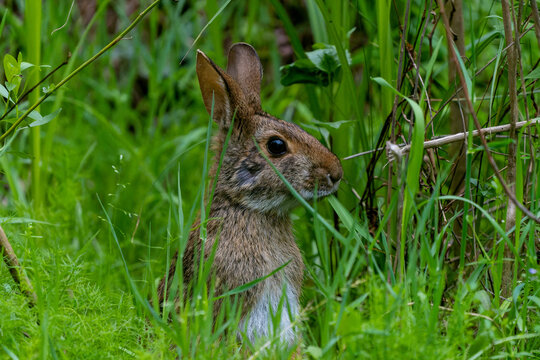 "Swamp Rabbit" Images – Browse 108 Stock Photos, Vectors, and Video ...