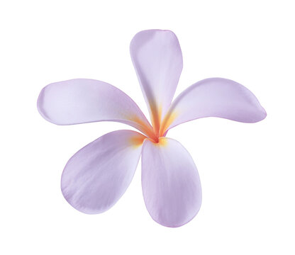 Tonpong photos, images, assets | Adobe Stock