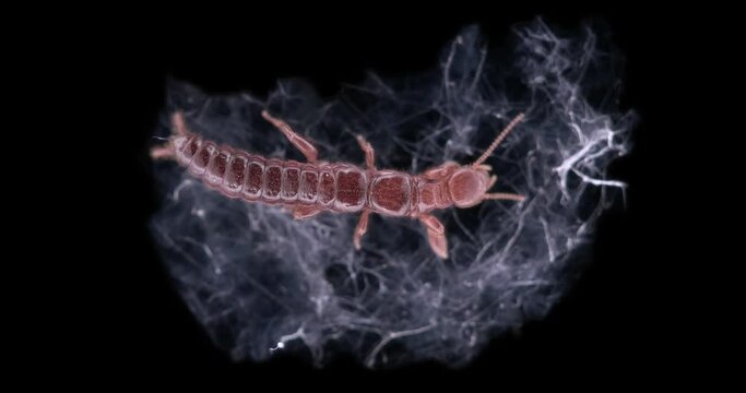 Neoptera Images – Browse 1,452 Stock Photos, Vectors, and Video | Adobe ...