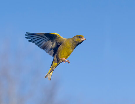 Yellow Finches Flying