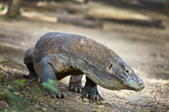 Komodo-Waran Bilder – Durchsuchen 29,412 Archivfotos, Vektorgrafiken ...