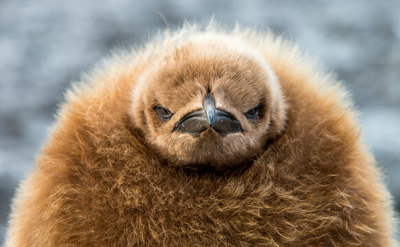 Plumologie Bilder – Durchsuchen 4,137,689 Archivfotos, Vektorgrafiken und Videos | Adobe Stock