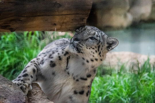 Rascando Images – Browse 22 Stock Photos, Vectors, and Video | Adobe Stock