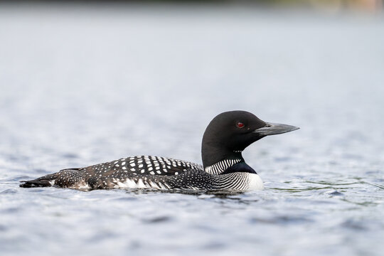 "Common Loon" Images – Browse 2,627 Stock Photos, Vectors, and Video ...