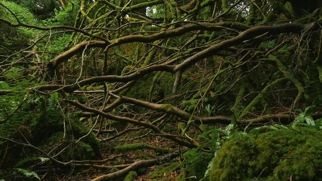 "Mossy Branch" Images – Browse 268 Stock Photos, Vectors, and Video ...