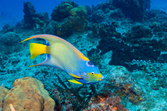 "Queen Angelfish" Images – Browse 736 Stock Photos, Vectors, and Video ...