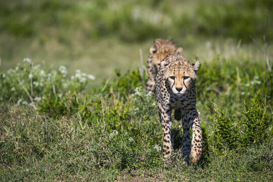 Cheeter Bilder – Durchsuchen 146,727 Archivfotos, Vektorgrafiken und ...