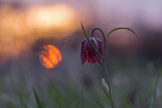 รูปภาพKockavica – เลือกดูภาพถ่ายสต็อก เวกเตอร์ และวิดีโอ2,843 | Adobe Stock