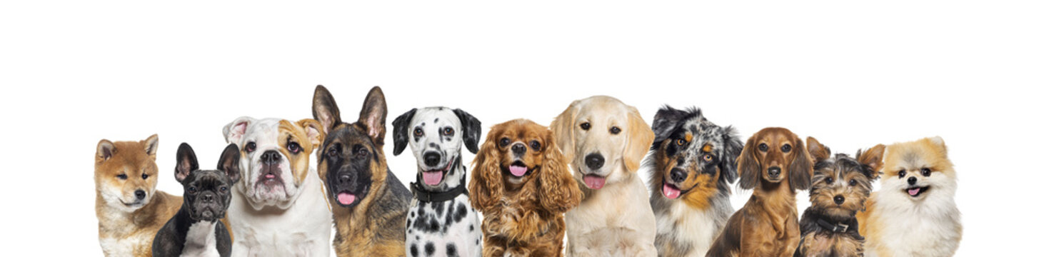 Dogs Banner Images – Browse 140,277 Stock Photos, Vectors, and Video ...
