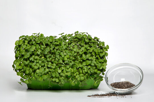 Broccoli-Sprossen Bilder – Durchsuchen 23,250 Archivfotos ...