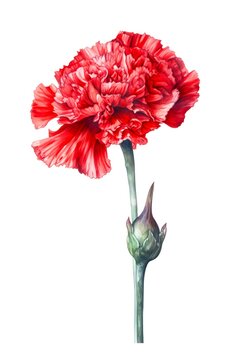 Red Carnation Flower Drawing