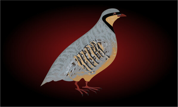 Teetar Images – Browse 10 Stock Photos, Vectors, and Video | Adobe Stock