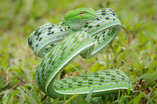 "Tree Snake" Images – Browse 1,610 Stock Photos, Vectors, and Video ...