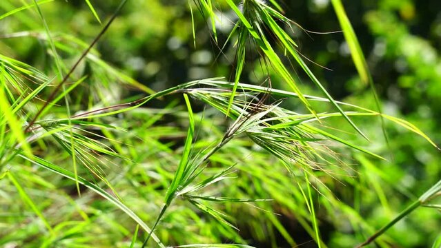 「Triandra」の写真素材 | 472件の無料イラスト画像 | Adobe Stock