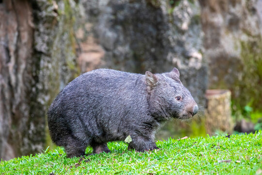 "Common Wombat" Images – Browse 1,007 Stock Photos, Vectors, and Video ...