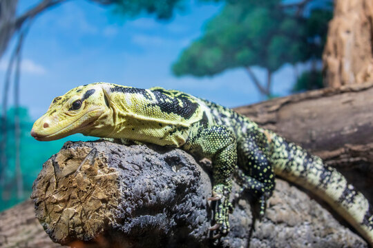 "Philippine Water Monitor" Images – Browse 47 Stock Photos, Vectors ...