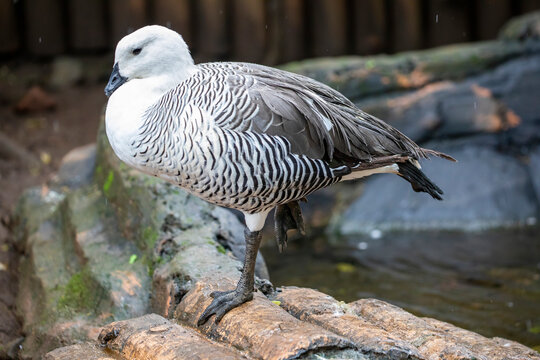 รูปภาพSheldgoose – เลือกดูภาพถ่ายสต็อก เวกเตอร์ และวิดีโอ1,232 | Adobe ...