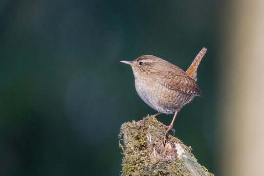 "Winter Wren" Images – Browse 4,342 Stock Photos, Vectors, and Video ...