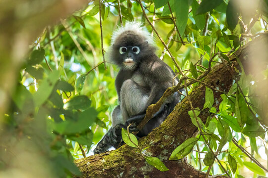 Leaf-Monkey Images – Browse 360 Stock Photos, Vectors, and Video ...