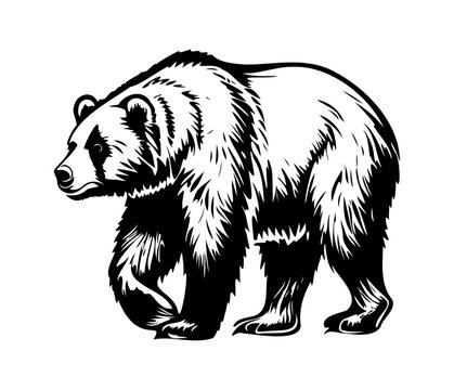 Brown Bear Black And White Clipart