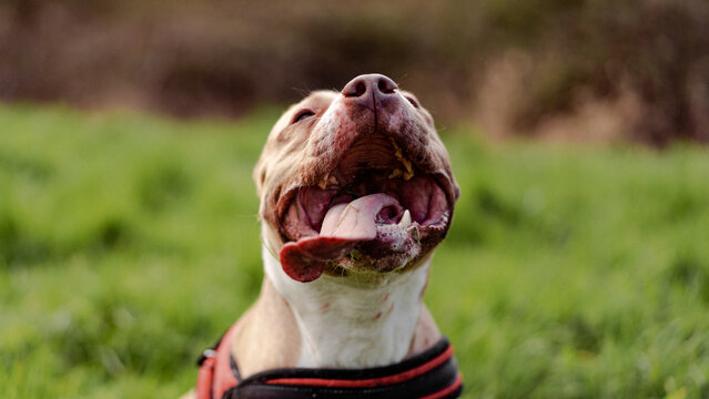 "Scary Dog" Images – Browse 506 Stock Photos, Vectors, and Video ...