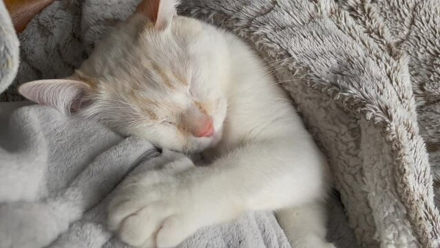 Chat Heureux Images – Browse 519 Stock Photos, Vectors, and Video ...