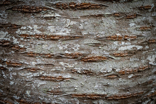 Cherry Bark Texture