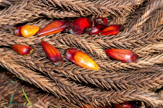 Grimpa Images – Browse 15 Stock Photos, Vectors, and Video | Adobe Stock