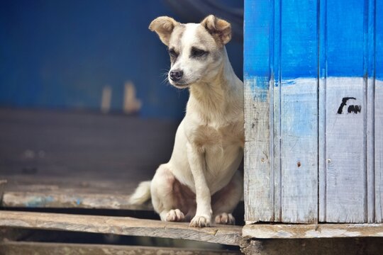 รูปภาพHaushund – เลือกดูภาพถ่ายสต็อก เวกเตอร์ และวิดีโอ5,576 | Adobe Stock
