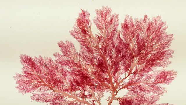 Red Algae Rhodophyta