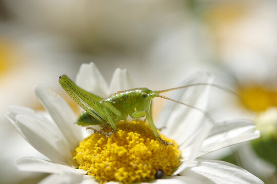 Hemimetaboly Imagens – Procure 115 fotos, vetores e vídeos | Adobe Stock