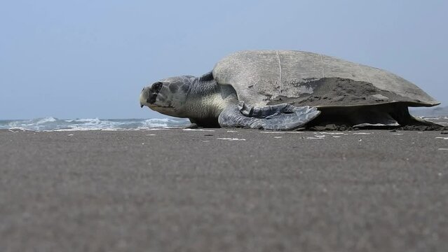 Atlantic Ridley Sea Turtle Templates – Free Editable Designs | PikWizard