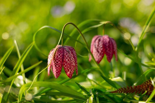 รูปภาพKockavica – เลือกดูภาพถ่ายสต็อก เวกเตอร์ และวิดีโอ2,843 | Adobe Stock