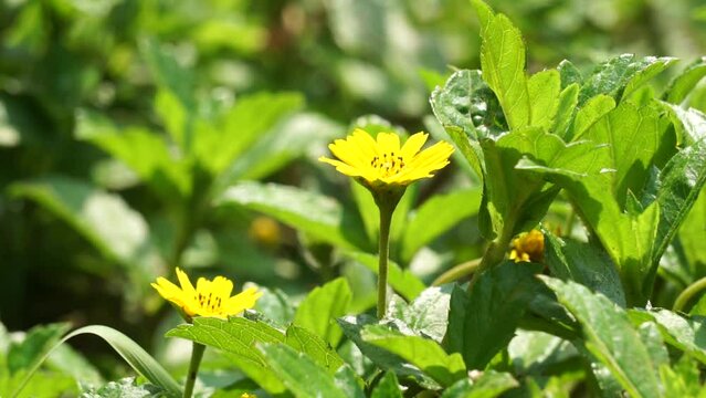 "Trailing Daisy" Images – Browse 109 Stock Photos, Vectors, and Video ...