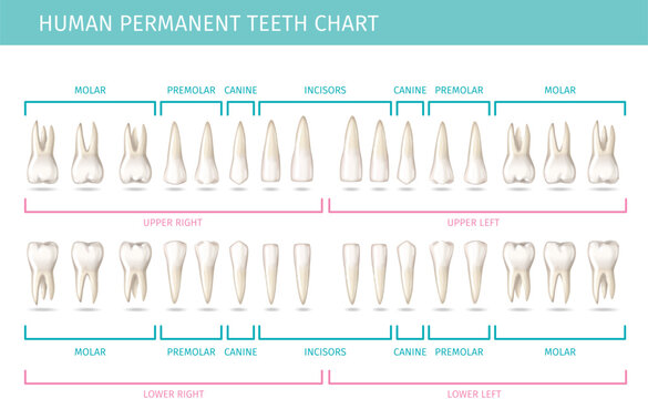 Zahnschema-Bilder: Stock-Fotos & -Videos. | Adobe Stock