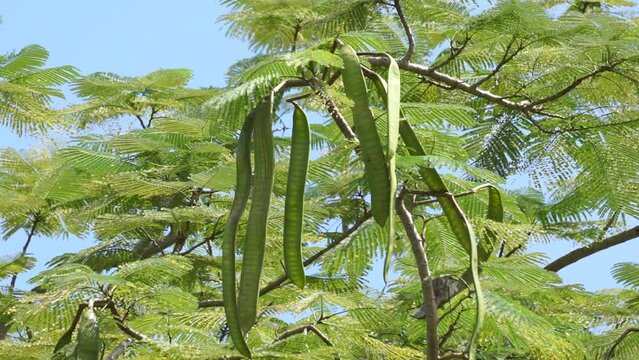 「Semarak」の写真素材 | 42件の無料イラスト画像 | Adobe Stock