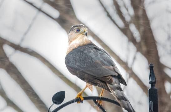 "Cooper Hawk" Images – Browse 1,682 Stock Photos, Vectors, and Video ...