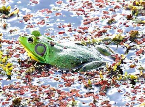 "Pig Frog" Images – Browse 73 Stock Photos, Vectors, and Video | Adobe ...