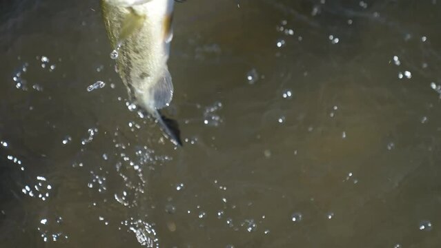 Imagens de "Bass Fishing" – Explore Fotografias do Stock, Vetores e ...