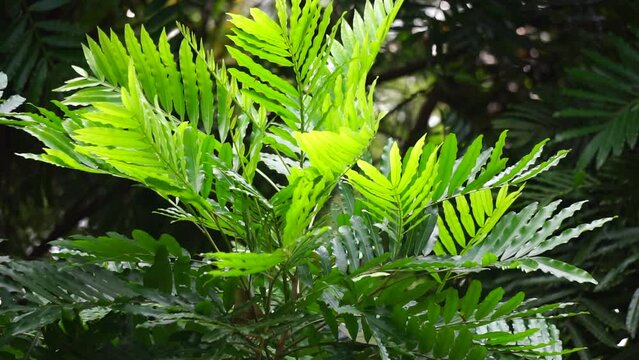 Sabun Images – Browse 754 Stock Photos, Vectors, and Video | Adobe Stock