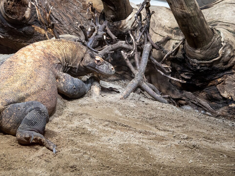 Komodo-Waran Bilder – Durchsuchen 29,412 Archivfotos, Vektorgrafiken ...