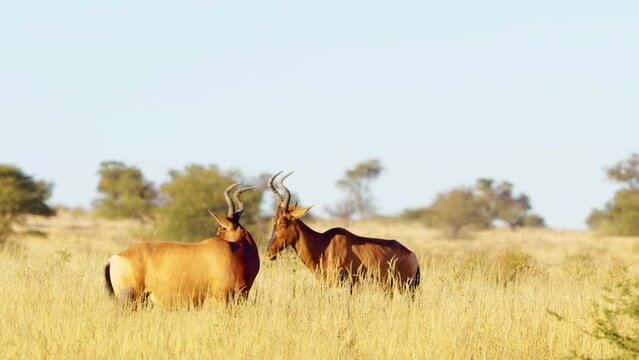 Hartebees Images – Browse 7,216 Stock Photos, Vectors, and Video ...