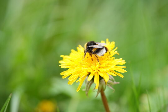 Humble-Bee Images – Browse 980 Stock Photos, Vectors, and Video | Adobe ...