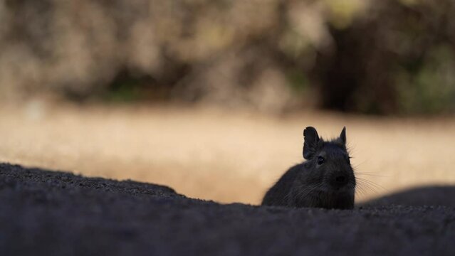 "Octodon Degus" Images – Browse 2,367 Stock Photos, Vectors, and Video ...