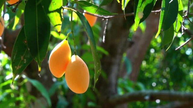 Mayongchid Images – Browse 2,095 Stock Photos, Vectors, and Video ...