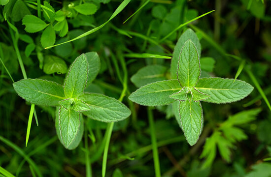 "Wild Mint" Images – Browse 1,959 Stock Photos, Vectors, and Video ...