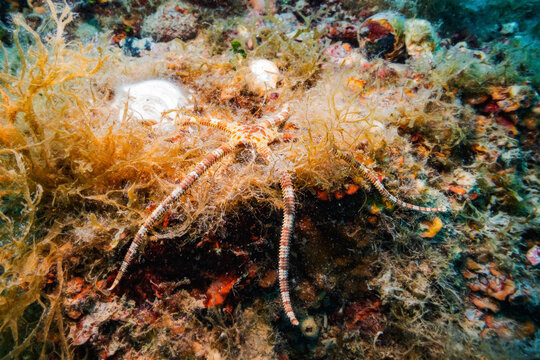 Ophiuroidea Bilder – Durchsuchen 849 Archivfotos, Vektorgrafiken und ...