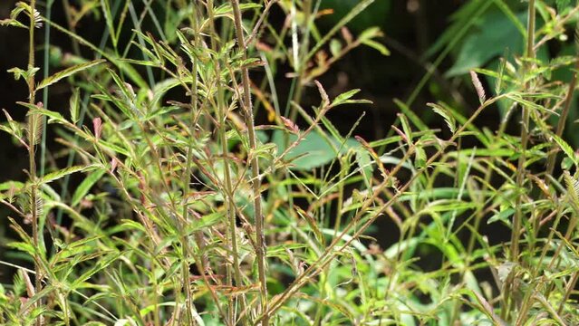 "Sleepy Plant" Images – Browse 4,588 Stock Photos, Vectors, and Video ...